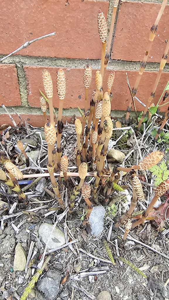 field horsetail from The Beeswing, York YO10 3LP, UK on April 26, 2025 ...