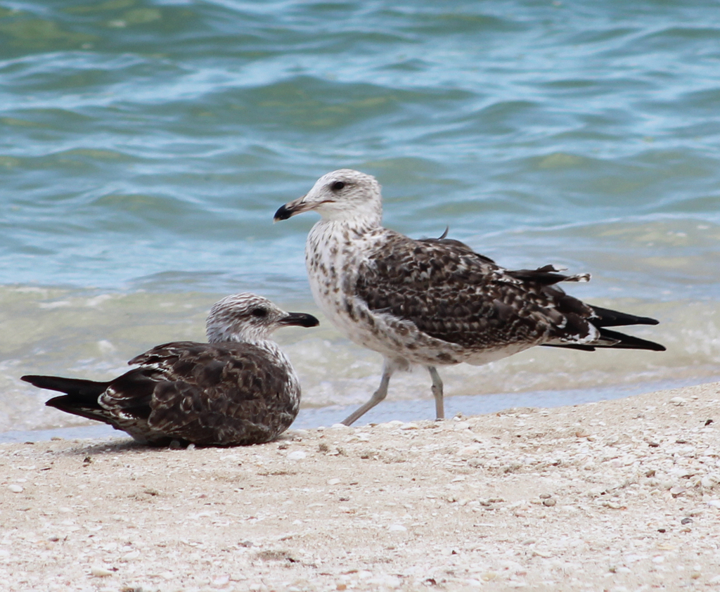 Lesser Black-backed Gull from Novena Zona Naval, Progreso de castro ...