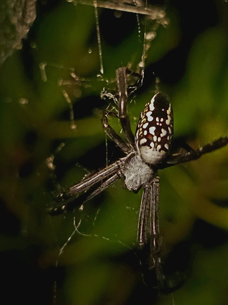 Dome Web Spider from Aeroglen QLD, Australia on April 25, 2025 at 10:29 ...