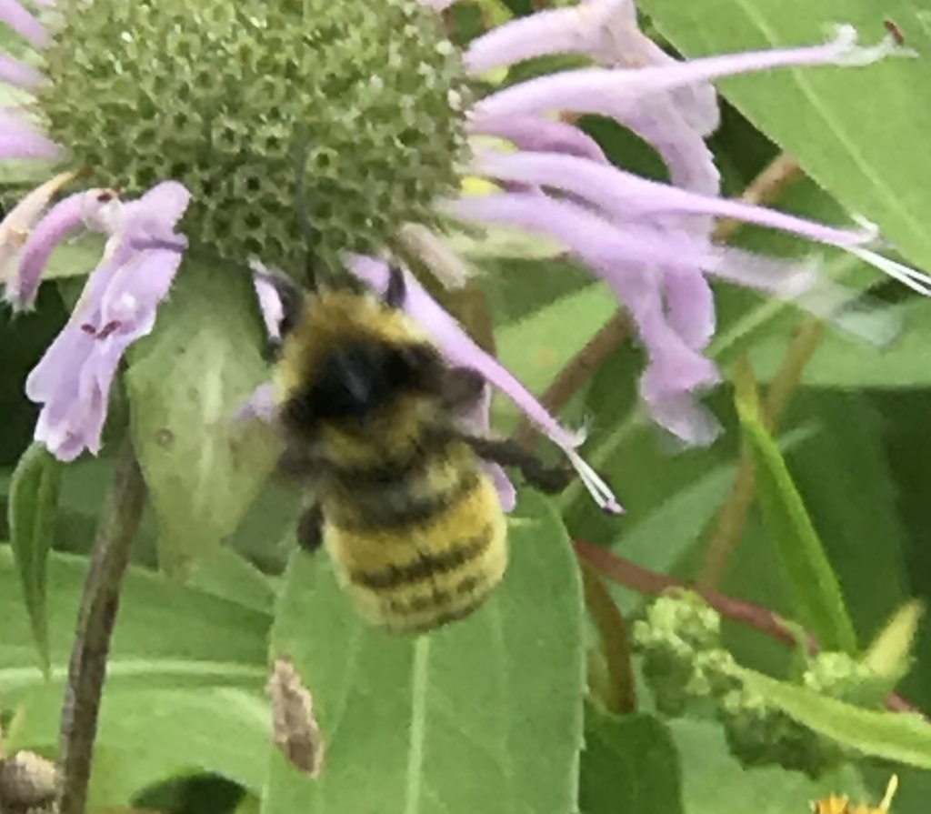 Northern Amber Bumble Bee from Richard J. Dorer Memorial Hardwood State ...