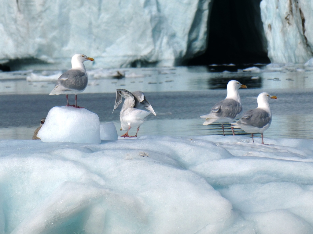 Iceland Gull from Siorapaluk, Greenland on August 10, 2019 at 07:26 PM ...