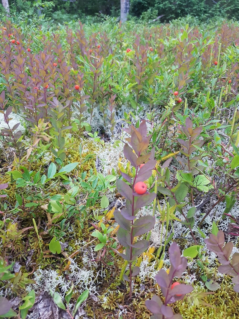 Northern Comandra from Gaspé, QC G4X 6T8, Canada on August 12, 2019 at ...