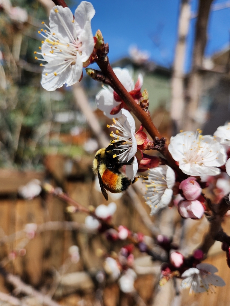 Tricolored Bumble Bee from Calgary, AB T3B 0W6, Canada on April 26 ...