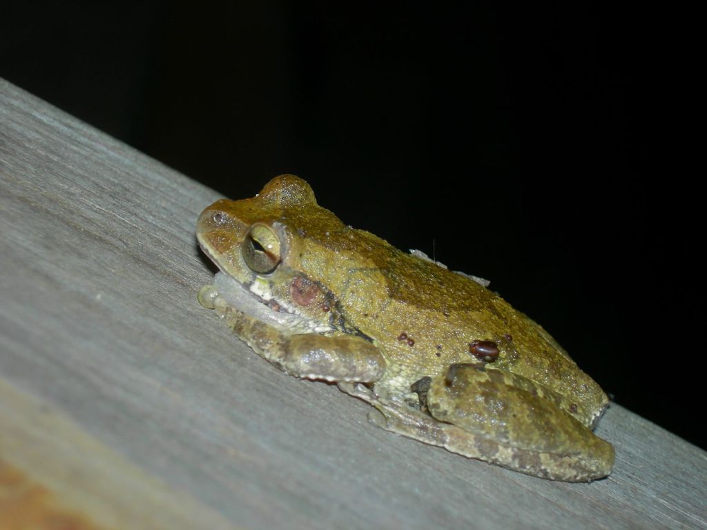 Mexican Smilisca from Community Baboon Sanctuary, Belize on April 29 ...