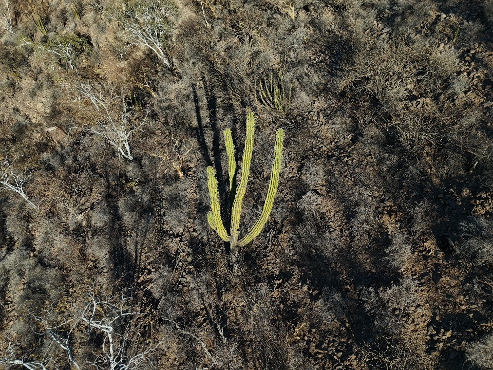 Cardón desde Loreto, B.C.S., MX el 25 de abril de 2025 a las 05:57 PM ...