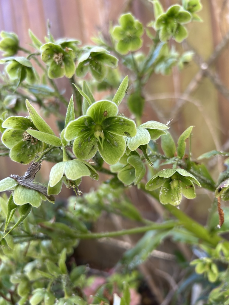 Stinking hellebore from 11A Ave, Surrey, BC, CA on April 25, 2025 at 04 ...