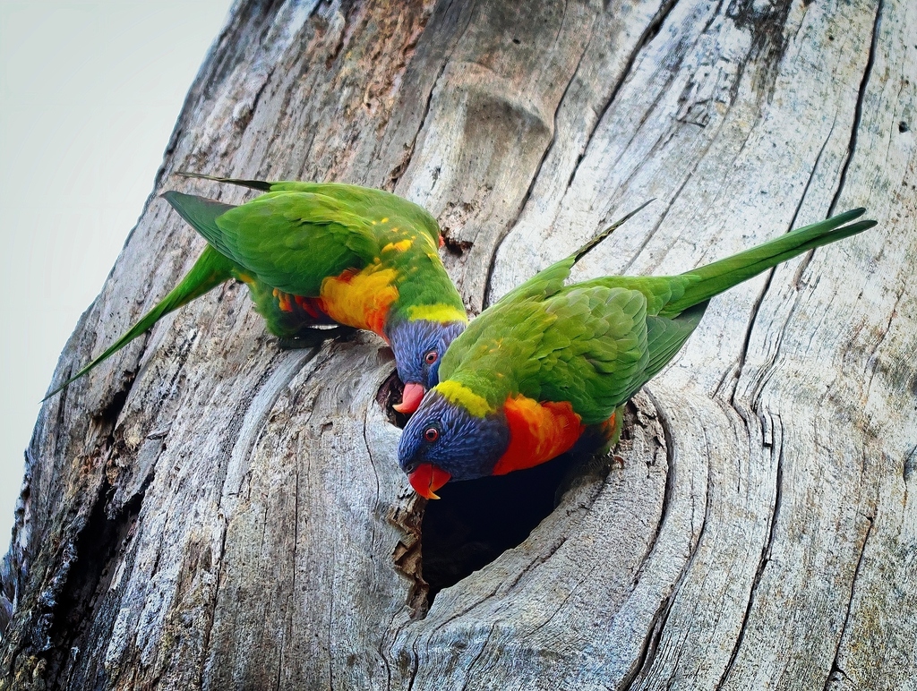 Rainbow Lorikeet from Melbourne VIC, Australia on April 26, 2025 at 03: ...