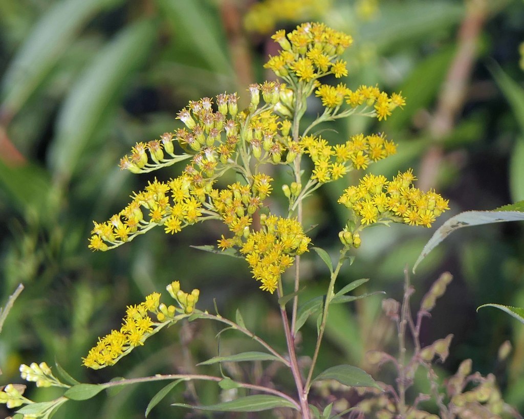 giant goldenrod from Glyndon, MN 56547, USA on August 23, 2019 by ...