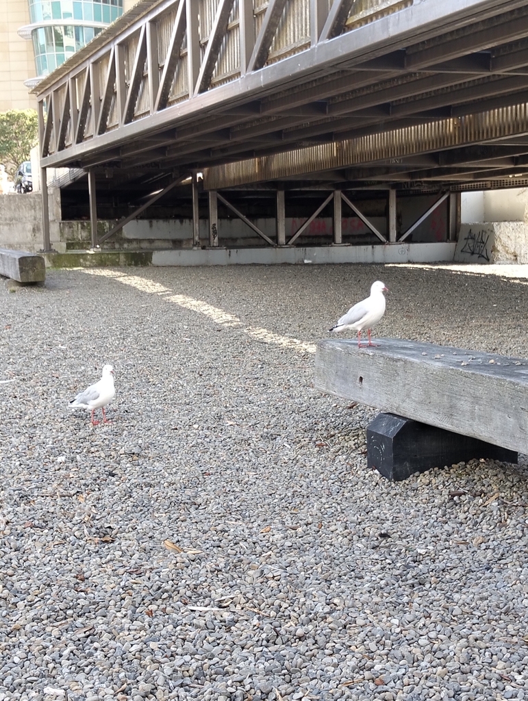 Red-billed Gull from Te Aro, Wellington 6011, Nueva Zelanda on April 27 ...