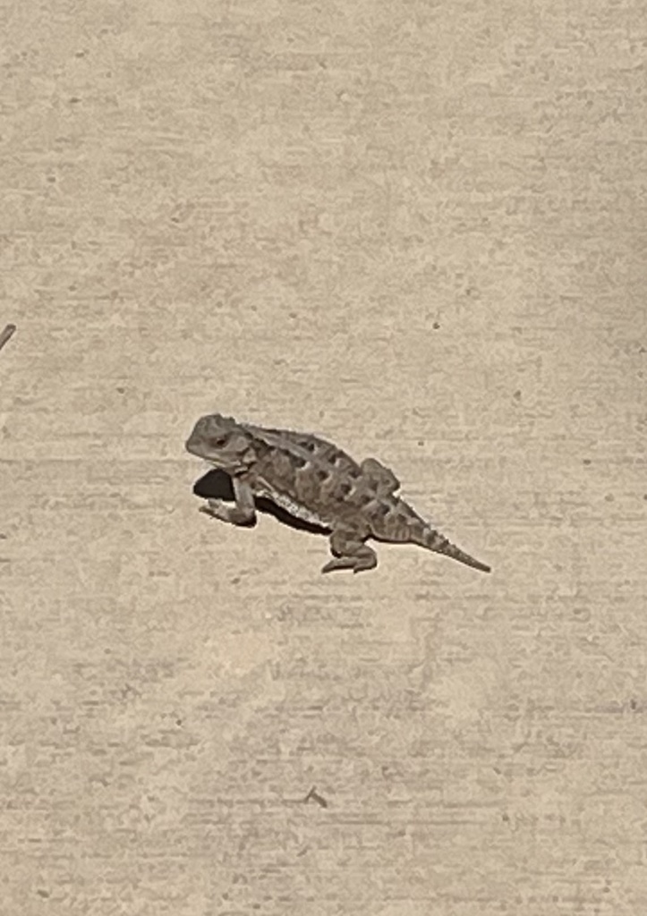 Greater Short-horned Lizard from Bryce Canyon National Park, Tropic, UT ...