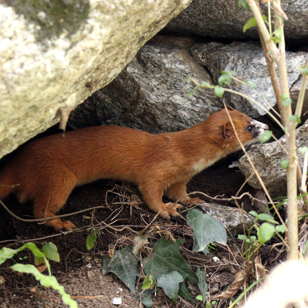 Himalayan Weasel from H38Q+HQJ, Sach, Himachal Pradesh 176314, India on ...