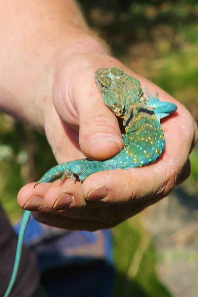 Eastern Collared Lizard from Bloomsdale Missouri on May 22, 2012 by ...