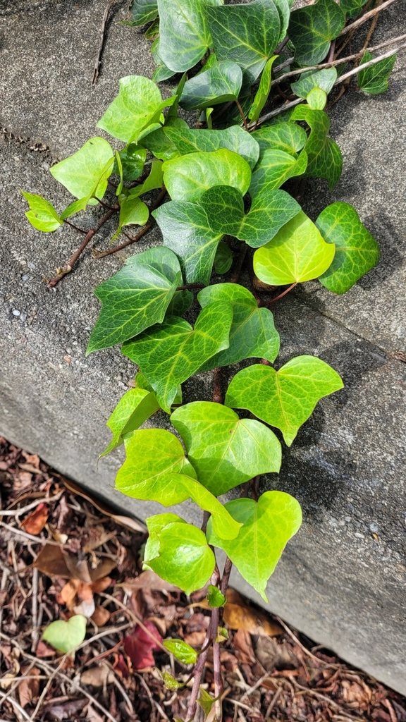 Algerian ivy from Fitzroy, New Plymouth 4312, New Zealand on April 27 ...