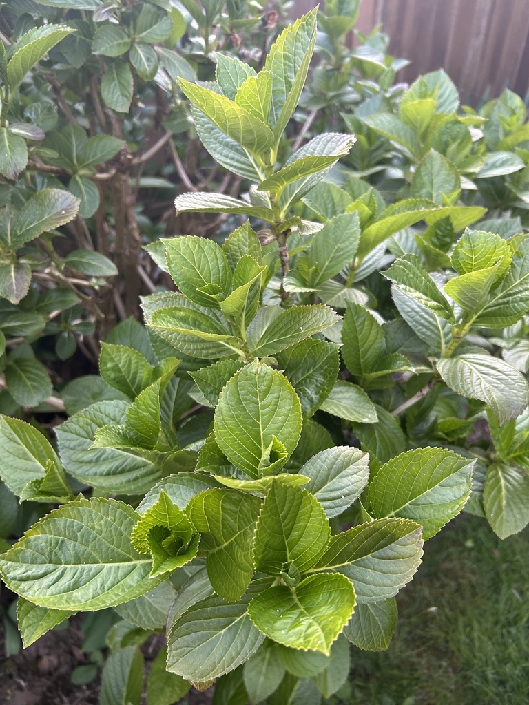 Something from 11A Ave, Surrey, BC, CA on April 26, 2025 at 08:04 PM by ...