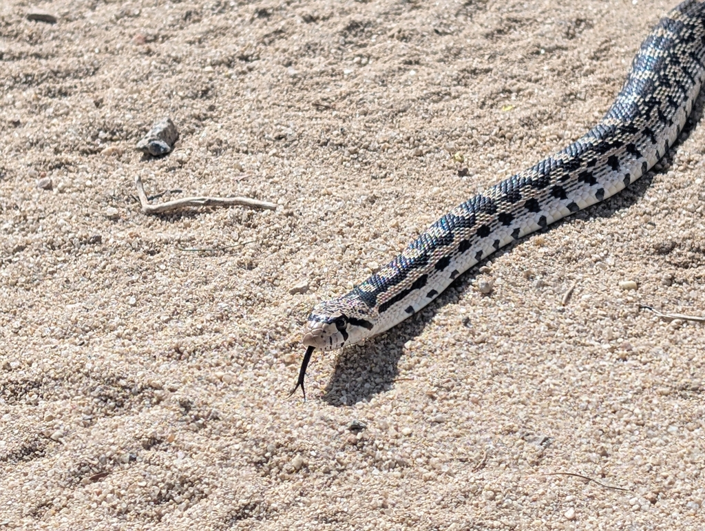 Great Basin Gopher Snake from Highlands, Boise, ID, USA on April 26 ...