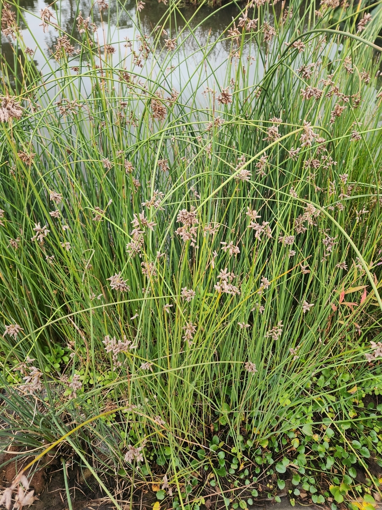soft-stemmed bulrush from Melbourne Girls Grammar/Anderson St, South ...