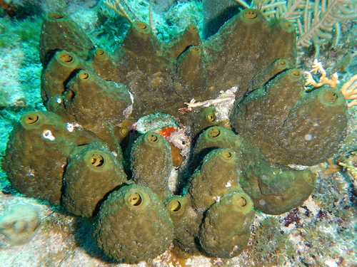 Family Thorectidae · iNaturalist