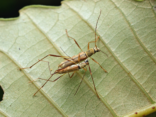 Rhaphuma bicolor · iNaturalist