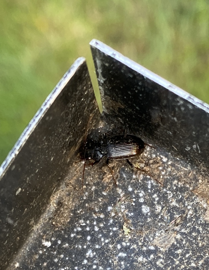 European Gazelle Beetle from North Devon AONB, UK on April 27, 2025 at ...