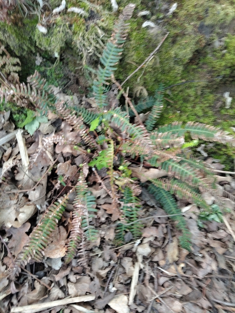 deer fern from Bolton BL2, UK on April 27, 2025 at 08:17 AM by Belinda ...