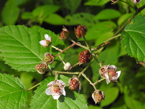 Zarza (Rubus cymosus)
