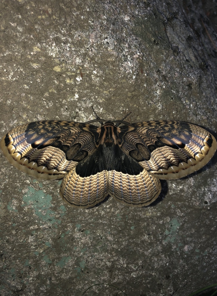 Sino-Korean Owl Moth from Норт-Джонгсанг, KR on August 2, 2019 at 05:22 ...