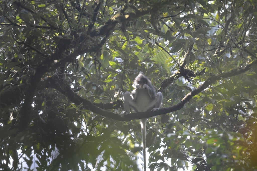 Javan Surili in August 2019 by Rahayu Oktaviani · iNaturalist