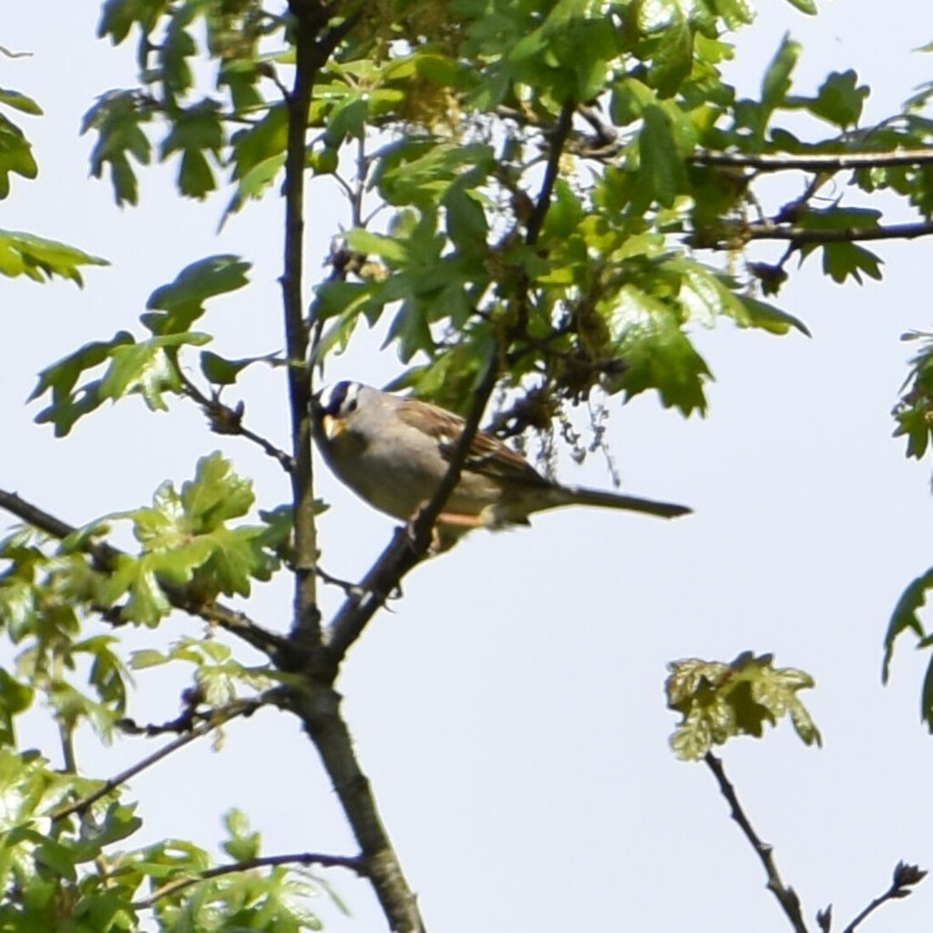 White-crowned Sparrow from Washington County, OR, USA on April 26, 2025 ...