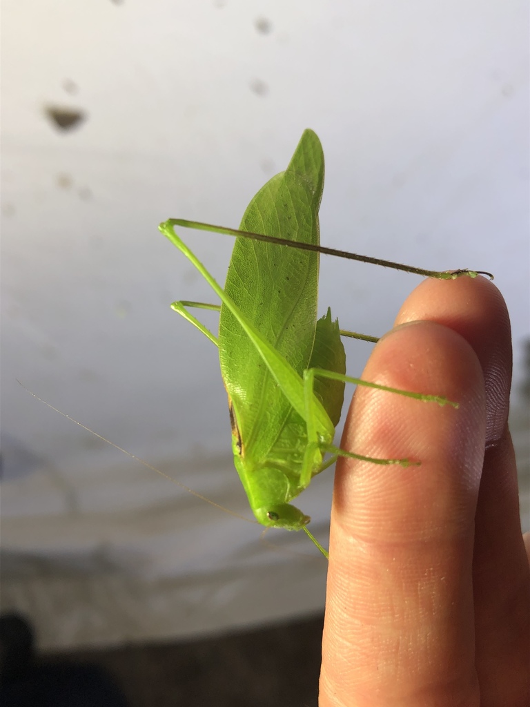 Oblong-winged Katydid from Murphys Point Provincial Park, Tay Valley ...