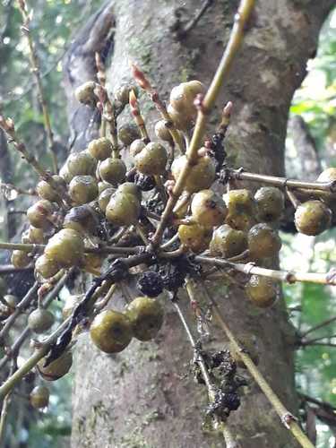 Ficus ribes · iNaturalist