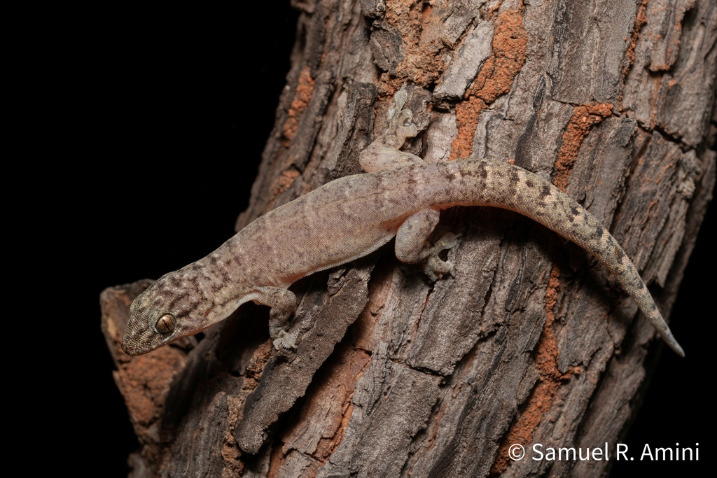 Western Top End Dtella in April 2025 by sam_amini · iNaturalist