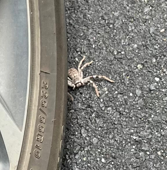 Victorian Huntsman Spider from McLister St, Spotswood, VIC, AU on April ...