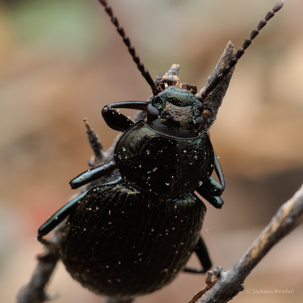 Adelium in April 2025 by Jackson Rendall · iNaturalist