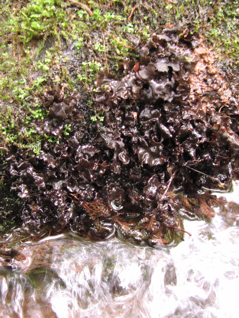 aquatic pelt lichen in June 2011 by Pete Woods. Endemic to the ...