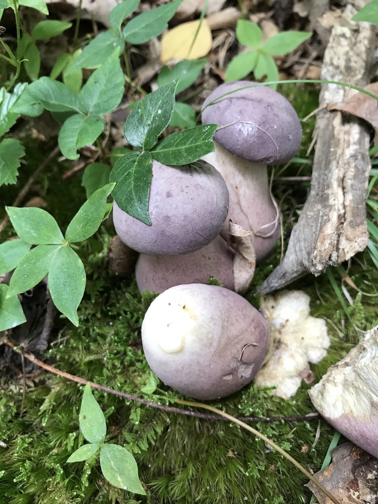 Agaricomycetes from Martha's Vineyard, Chilmark, MA, US on August 26 ...