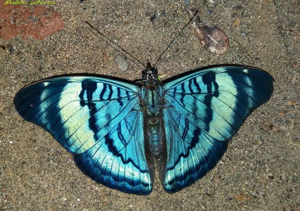 Procilla Beauty from Orellana, Parque Nacional Yasuní, EC-OR, EC on ...