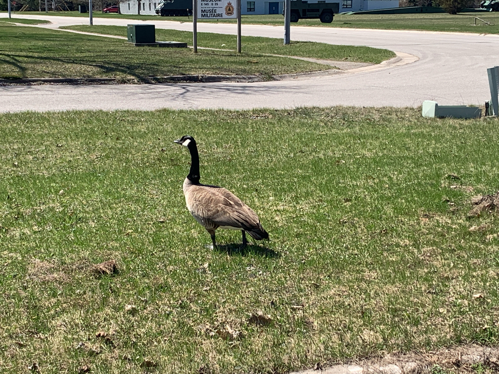 Canada Goose from Waterloo Rd W, Essa, ON, CA on April 27, 2025 at 02: ...