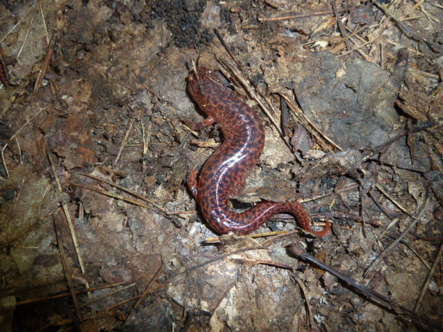 Red Salamander from Buncombe County, NC, USA on September 19, 2016 at ...