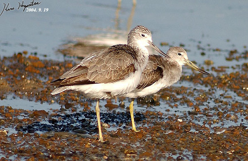 Nordmann's Greenshank (Tringa guttifer) · iNaturalist