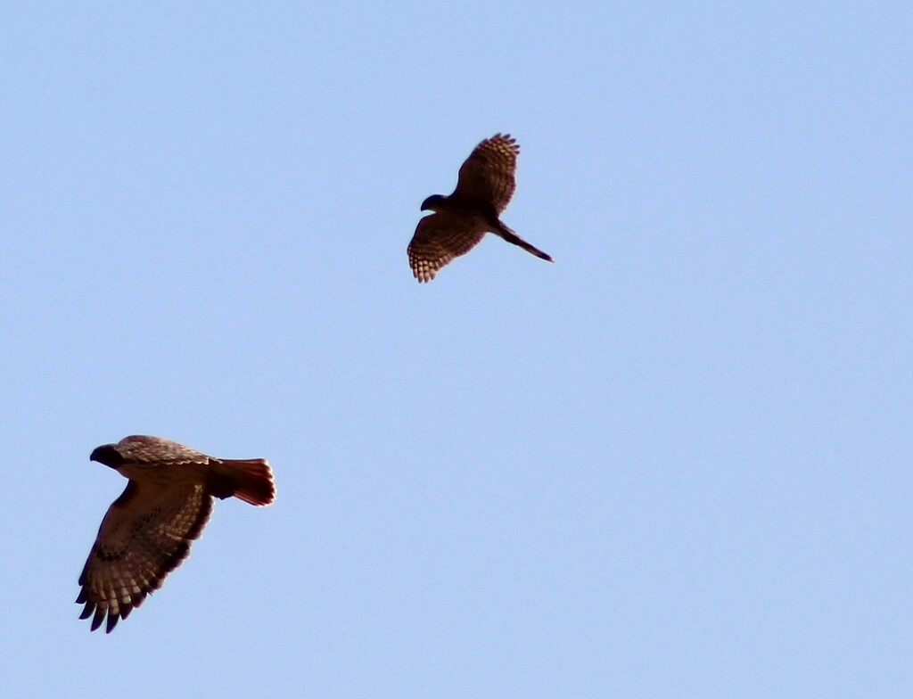 Cooper's Hawk from Somerset, WI, USA on April 25, 2025 at 09:54 PM by Shayna Vendela. bottom is ...