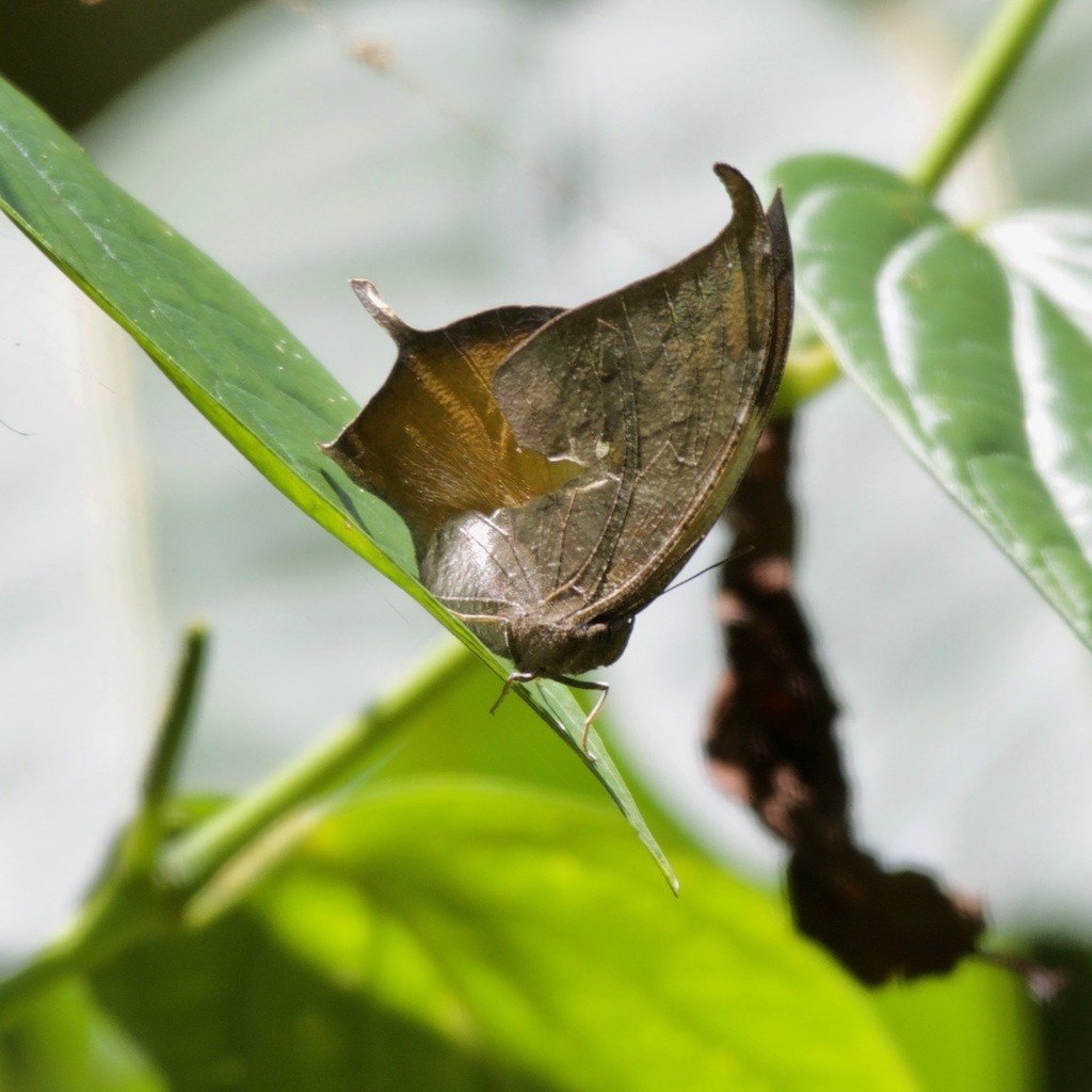 Pearly Leafwing from Pipa de Agua, Los Naranjos, Panamá on August 18 ...