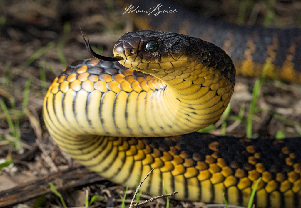 Western Tiger Snake from North Dandalup WA 6207, Australia on August 26 ...