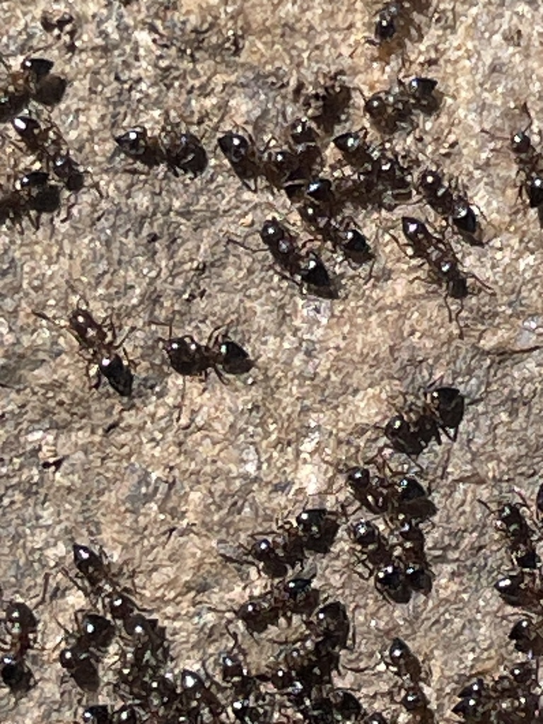 Crematogaster in April 2025 by Stewart Blackwell. under a rock ...