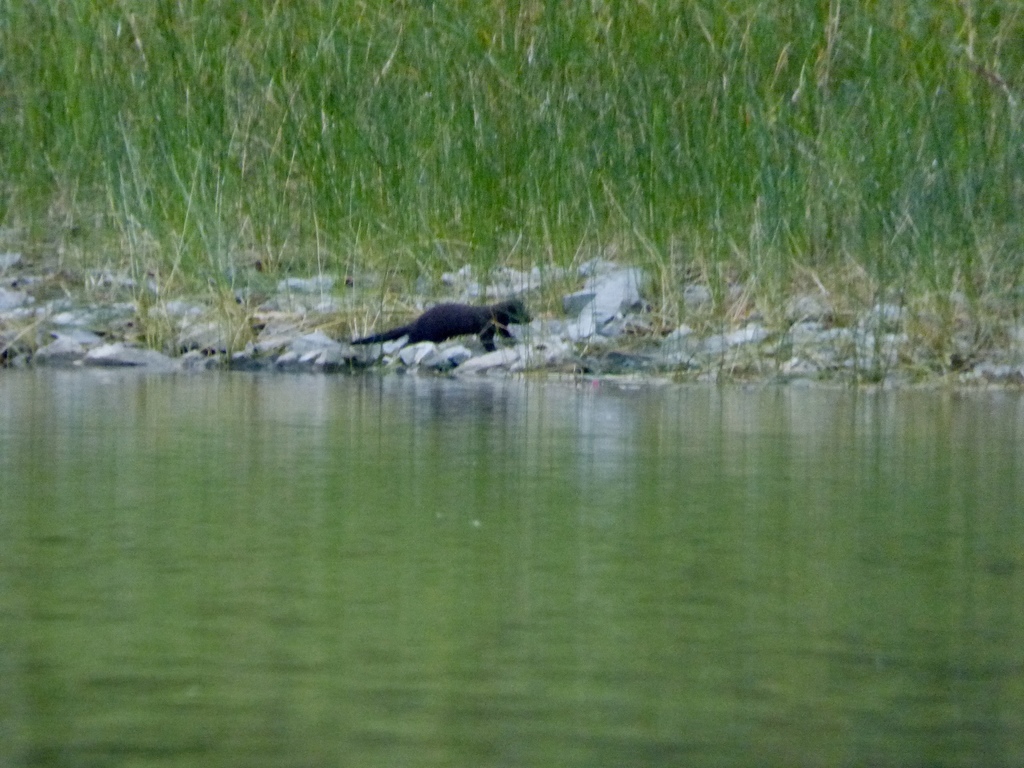 American Mink from N Glenn Hwy, Sutton, AK, US on August 24, 2019 at 06 ...