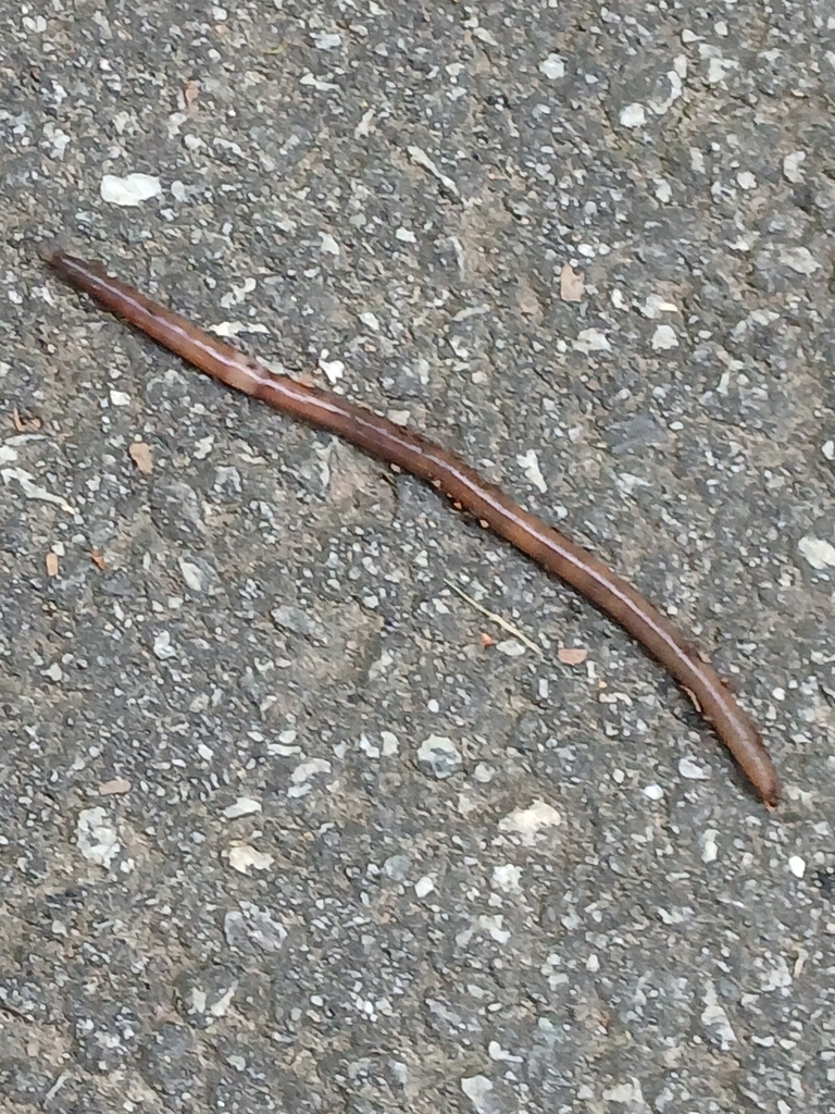 Earthworms and Allies from Stone Mountain, GA 30083, USA on April 27 ...