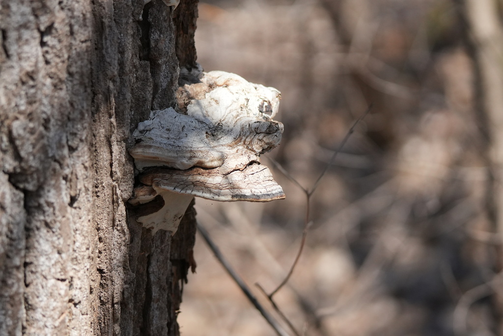 Ganoderma megaloma from Mud Lake, Ottawa, ON K2B, Canada on April 27 ...