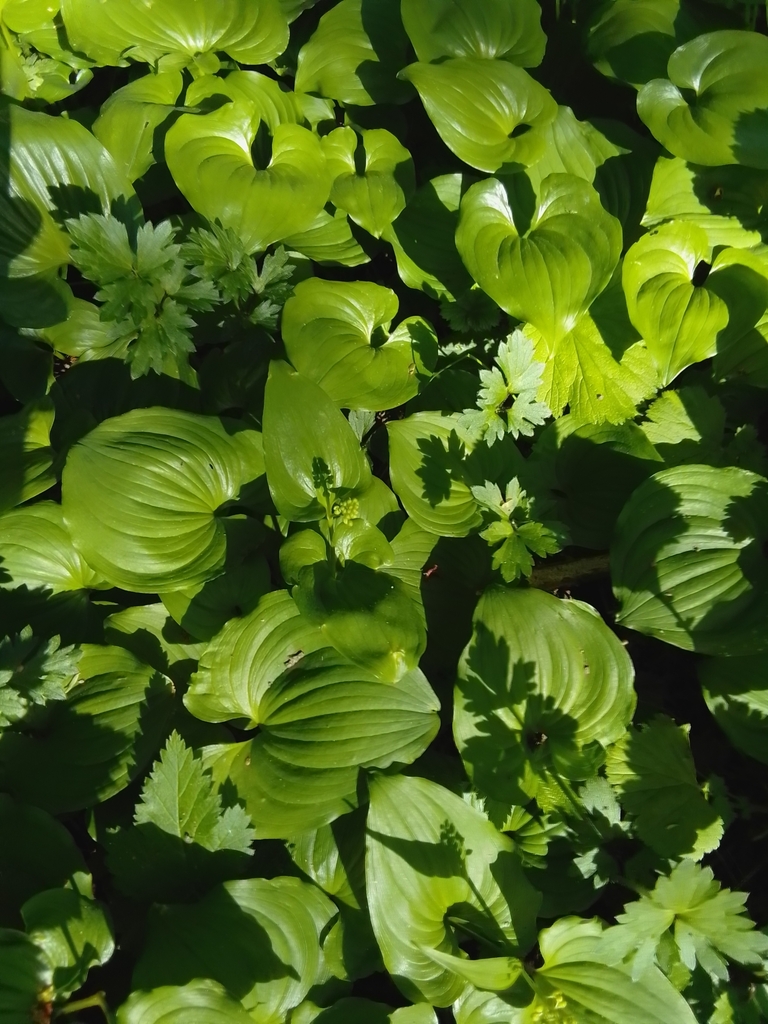 Western Lily of the Valley from Surrey, BC V3T 4V8, Canada on April 27 ...