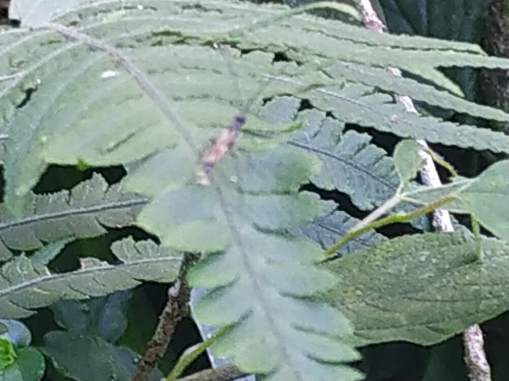 Winged and Once-winged Insects from Ganchinho, Curitiba - PR, 81935-446 ...