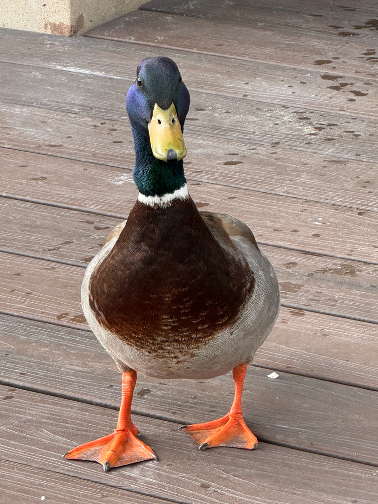 Mallard from E Elgin Ave, Salt Lake City, UT, US on April 27, 2025 at ...