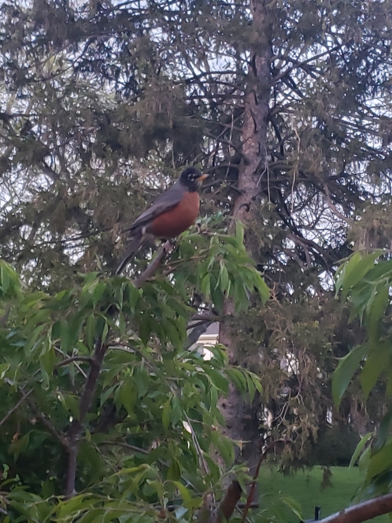 American Robin from Woodbourne-Hyde Park, Washington Township, OH, USA ...
